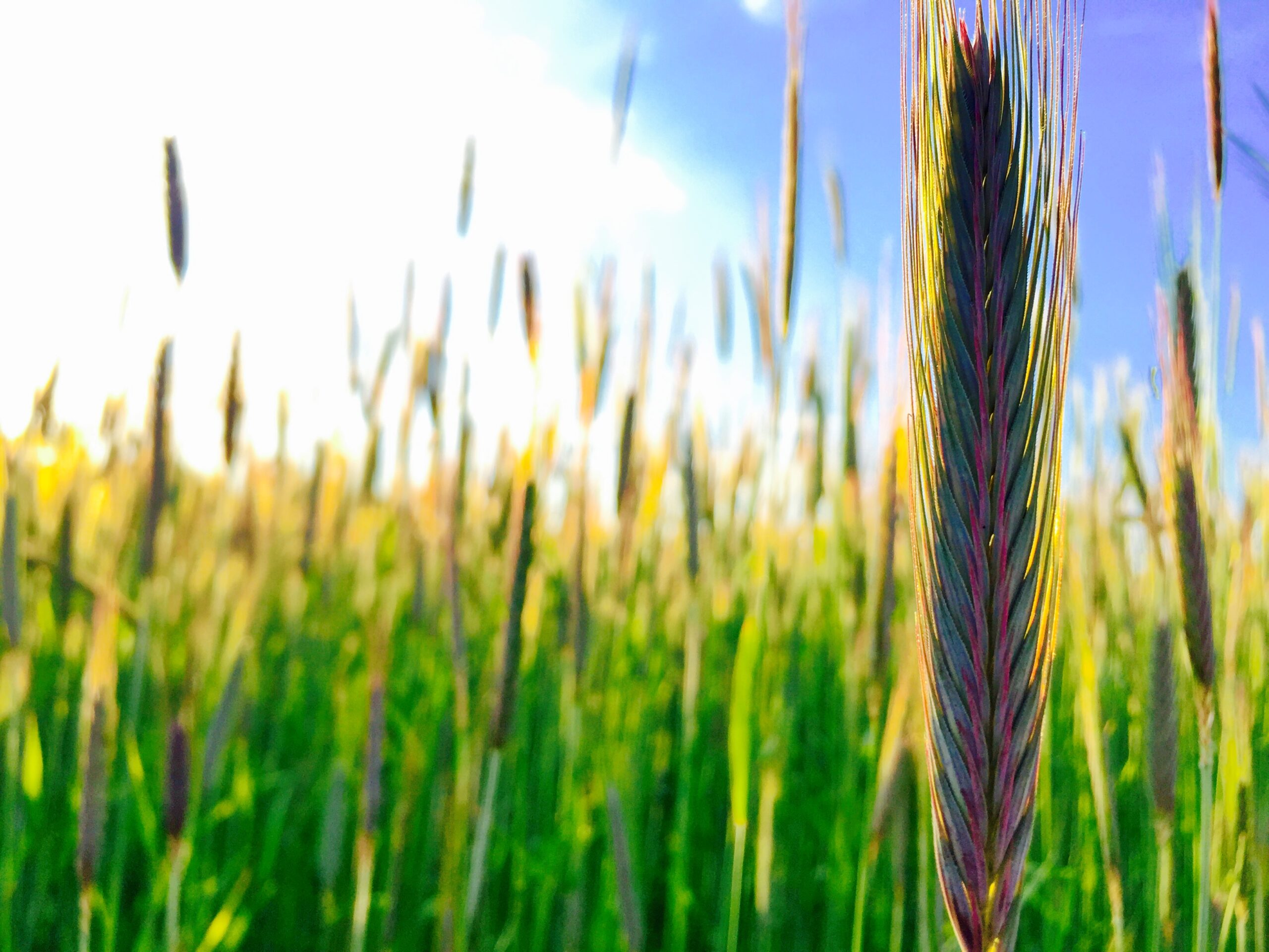 Understanding Agricultural Zones: A Key to Successful Farming and ...